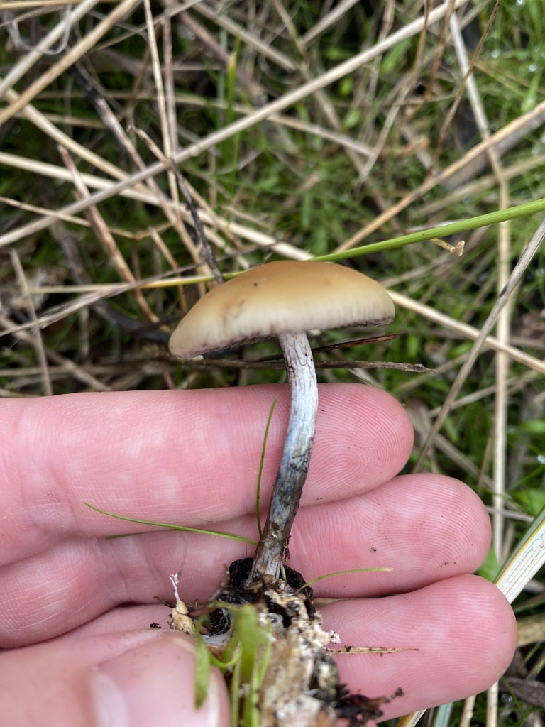 Psilocybe allenii from Arcata Bay, CA, US on December 21, 2023 at 03:14 ...