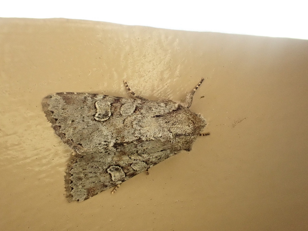 Bordered Apamea Moth from Val Marie No. 17, SK S0N, Canada on June 2 ...