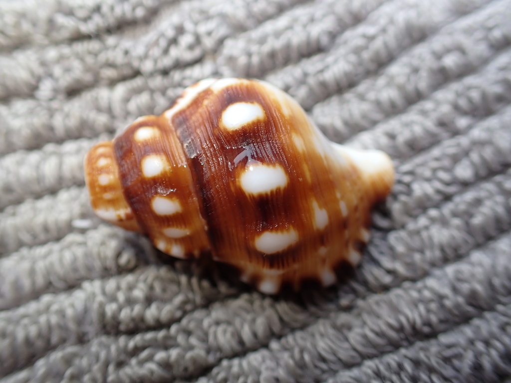 Ranella australasia from Bare Bluff, New South Wales, Australia on ...
