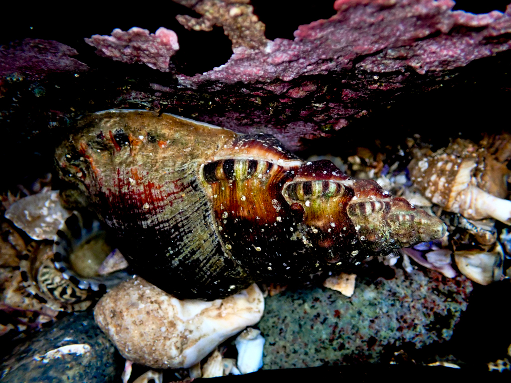 Ranella australasia from Bateau Bay Beach, NSW, Australia on December ...