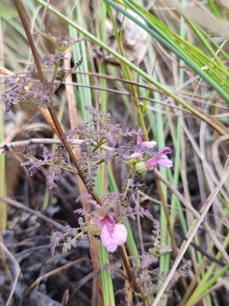 Marsh Lousewort from Т2-2 (Тальново), Гусь-Хрустальный р-н ...