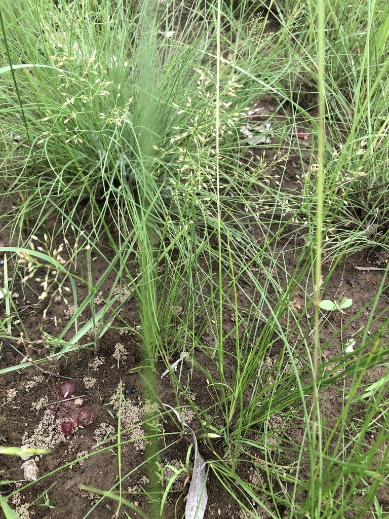 Eriachne glandulosa from South Ward, Weddell, NT, AU on December 21 ...