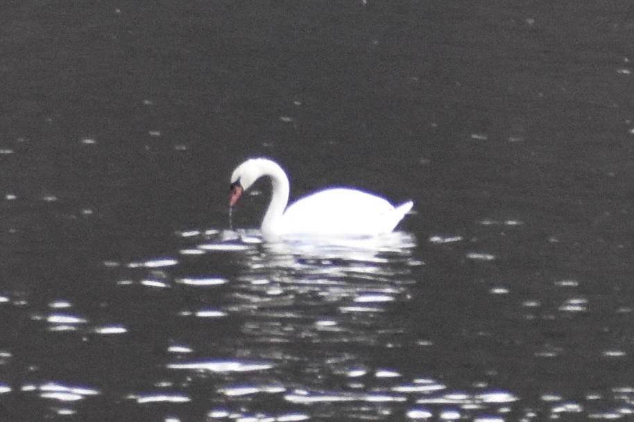 Mute Swan from Eagle Creek Park, Indianapolis, IN, US on December 21 ...