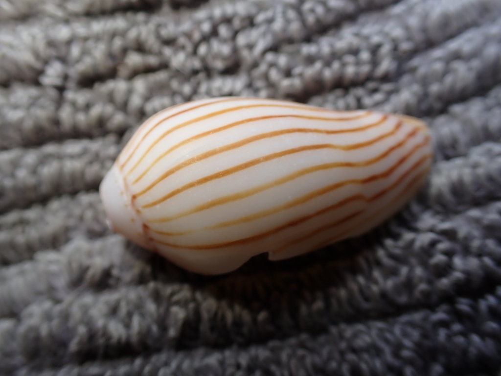 Zebra Volute from Bare Bluff, New South Wales, Australia on December 22 ...
