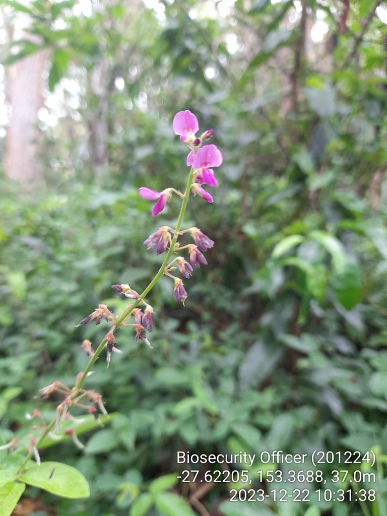 creeping beggarweed from MacLeay Island QLD 4184, Australia on December ...