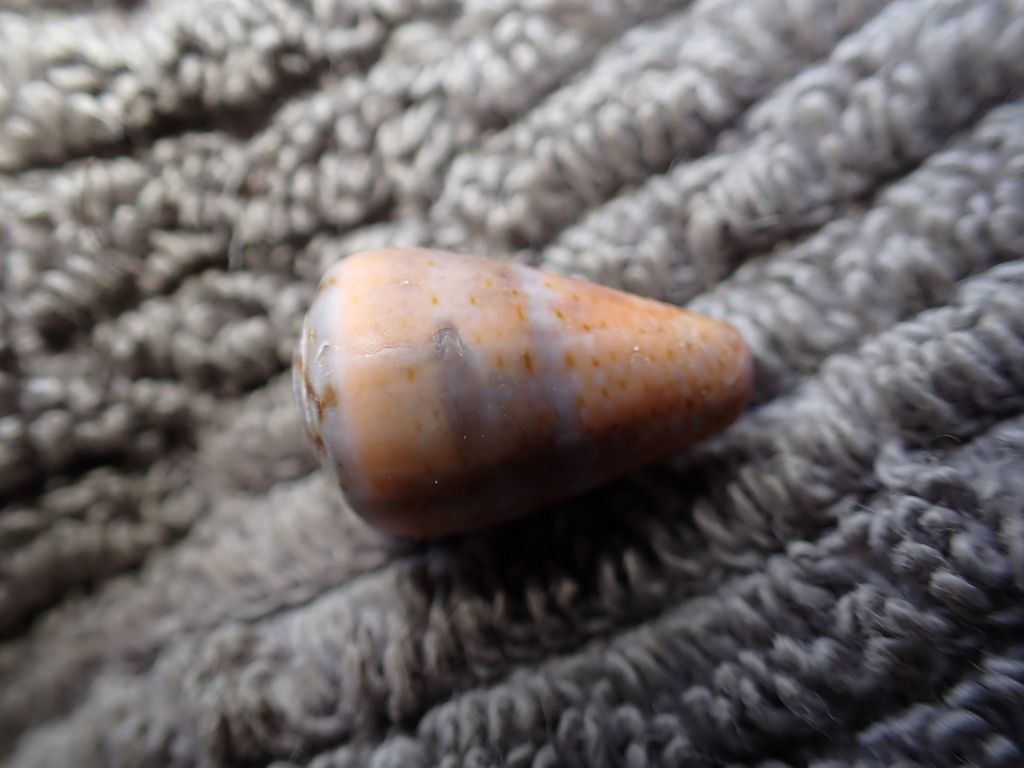 Black-end Cone from Bare Bluff, New South Wales, Australia on December ...