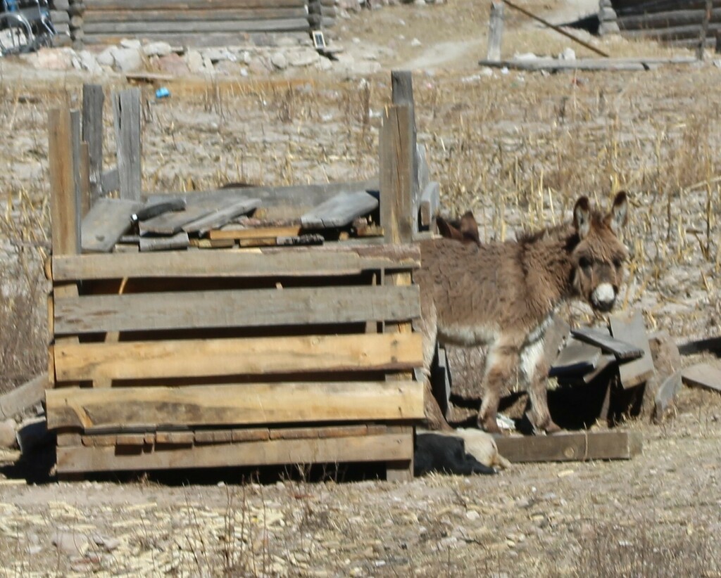 Donkey from Guachochi, Chih., México on December 16, 2023 by Ana Gatica ...