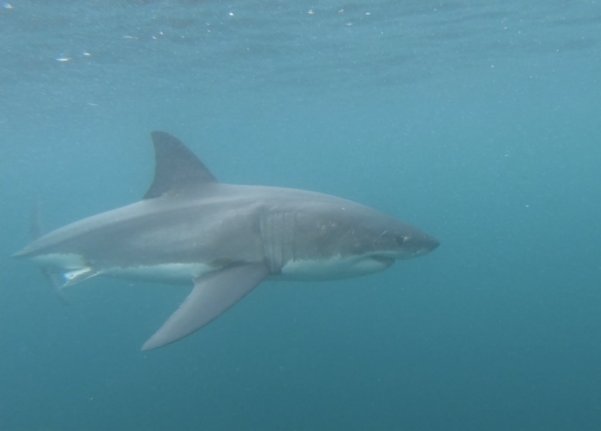 Great White Shark in December 2023 by Bailey Lovett. Approx 3m male ...
