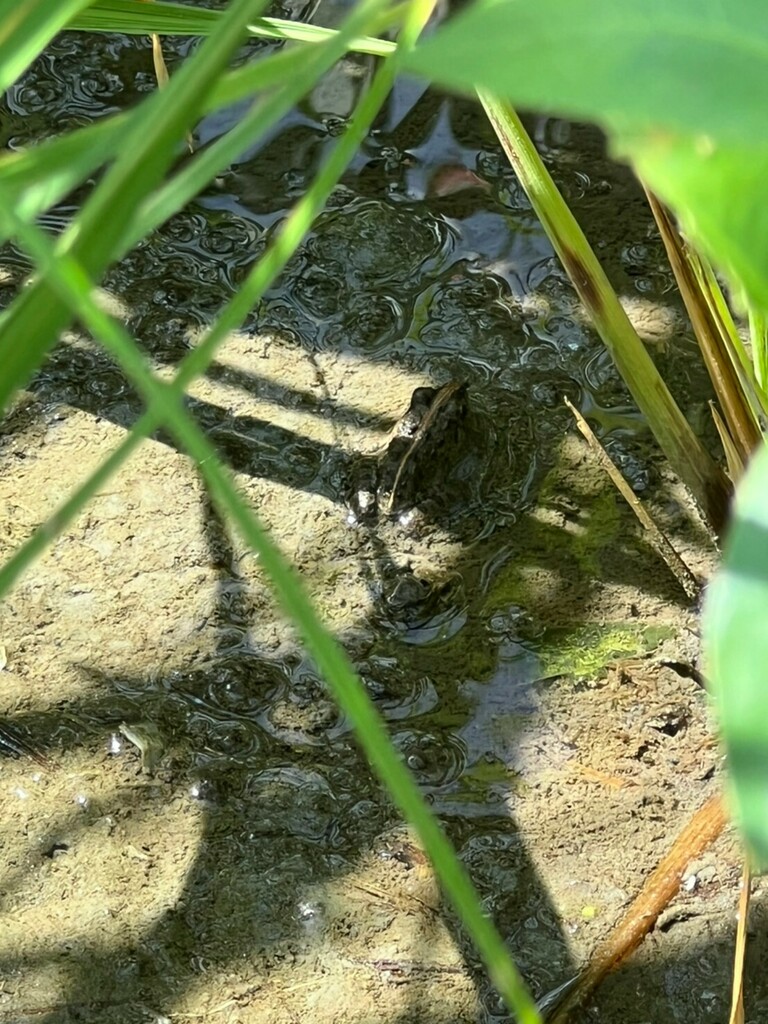 Paddy Field Frog in August 2023 by inatpeshualien001 · iNaturalist