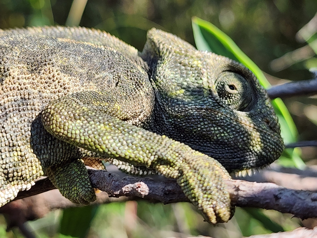 African Chameleon from Misraqawi, ET-TI, ET on December 16, 2023 at 03: ...