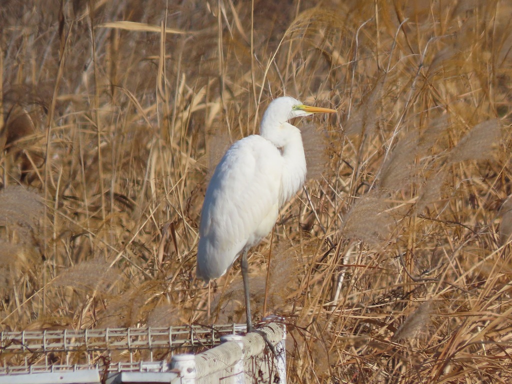 Great Egret from Monoi, Yotsukaido, Chiba 284-0012, Japan on December ...
