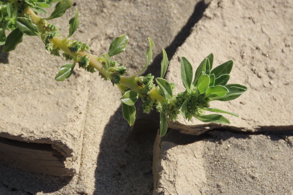 prostrate pigweed from Riverside County, CA, USA on December 20, 2023 ...