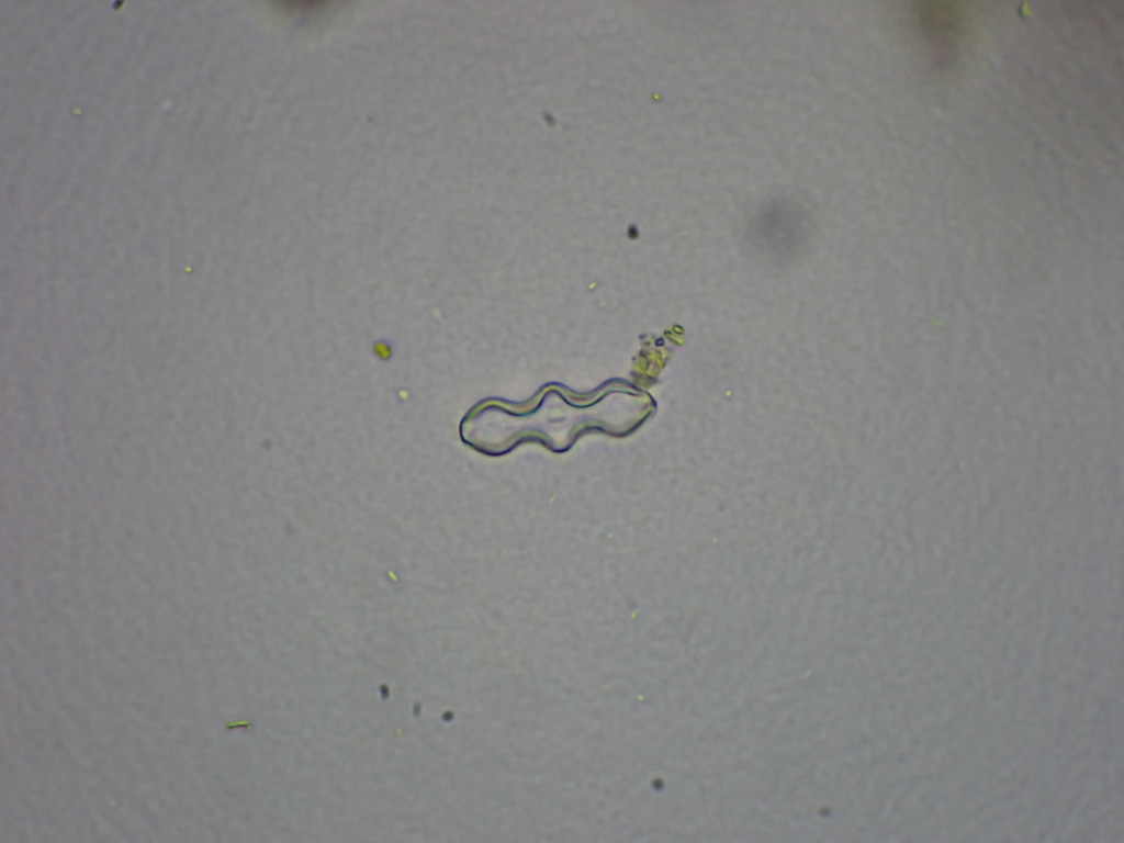 Caloneis lewisii from Edmond, OK, USA on December 17, 2023 at 11:00 AM ...