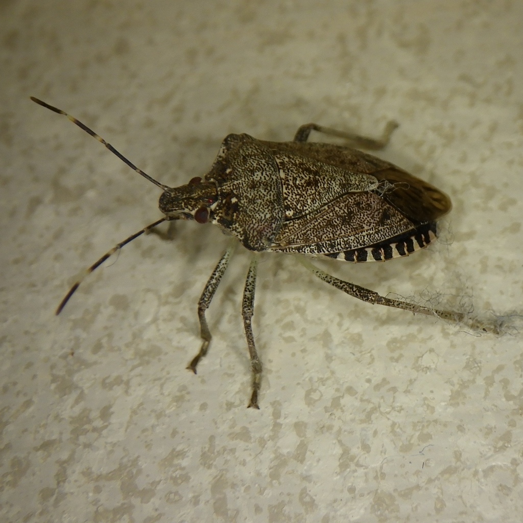Brown Marmorated Stink Bug from Spokane County, US-WA, US on December ...