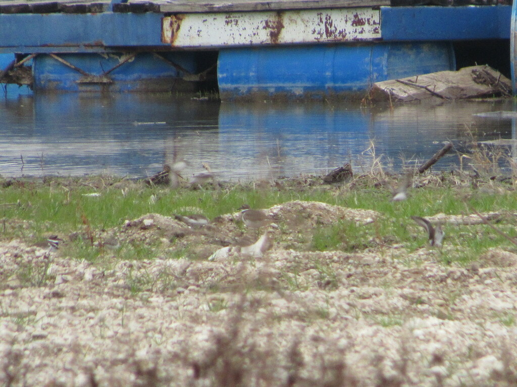 Wilson's Snipe from Benbrook, TX, USA on December 21, 2023 at 09:37 AM ...