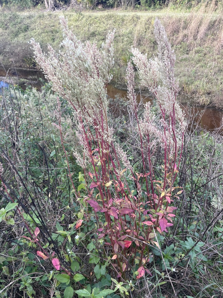 Juba's Bush from Waterbury Ave SE, Palm Bay, FL, US on December 21 ...