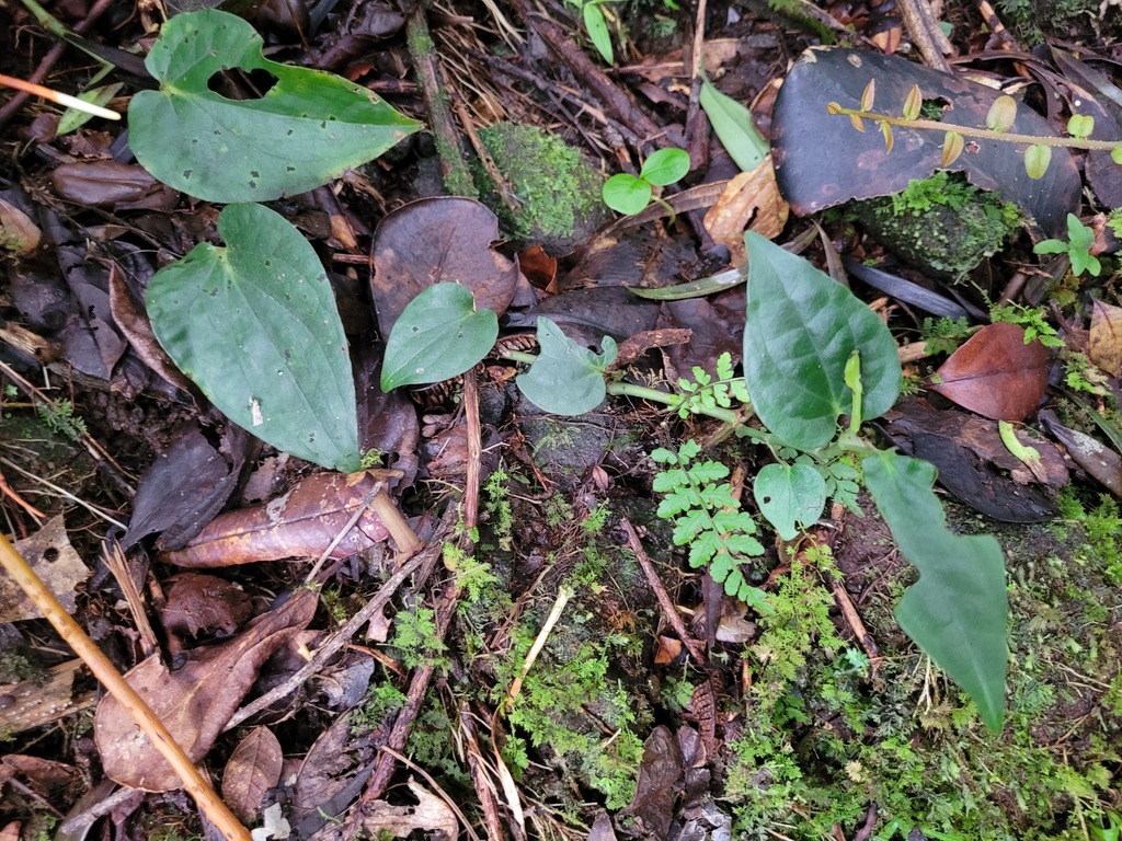 (Manekia incurva) - Botanical Realm