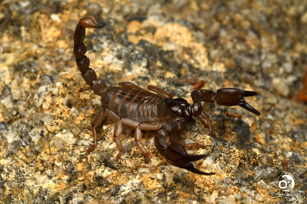 Urodacus planimanus from Ashendon WA 6111, Australia on December 20 ...