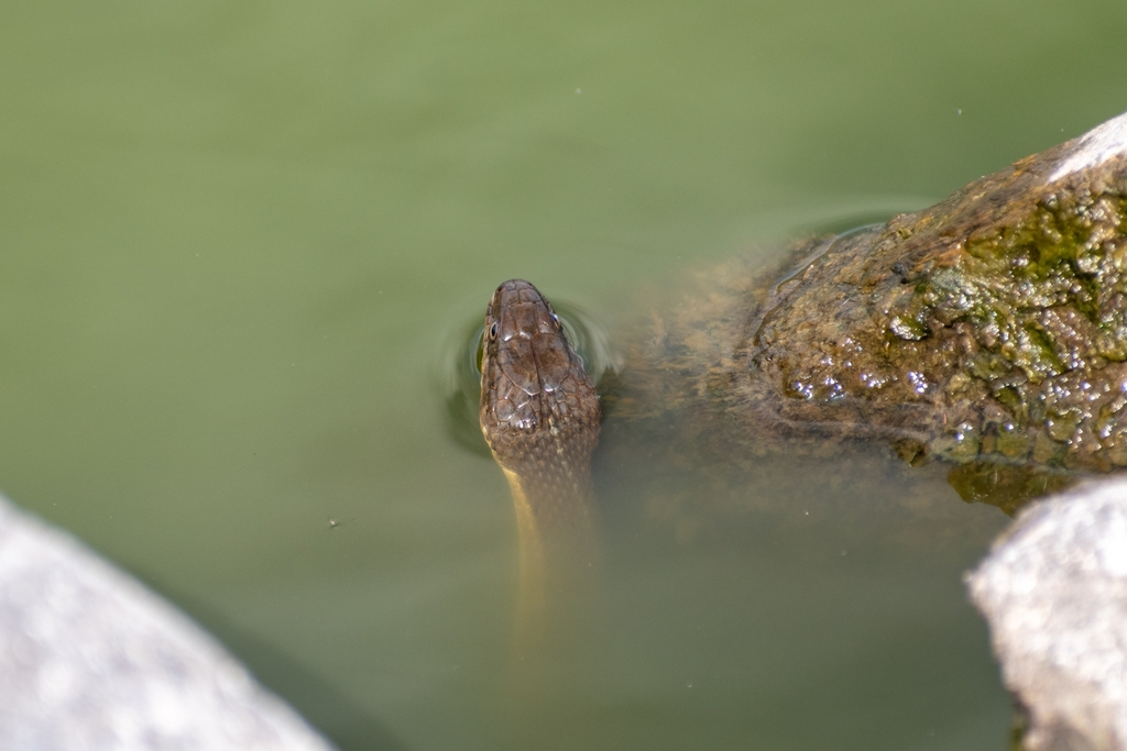 Blackbelly Garter Snake from 45670 Jal., México on July 8, 2023 at 10: ...