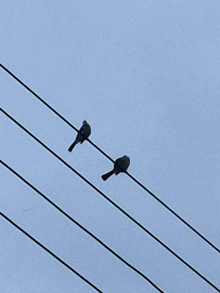 Styan's Bulbul in October 2023 by inatpeshualien001 · iNaturalist