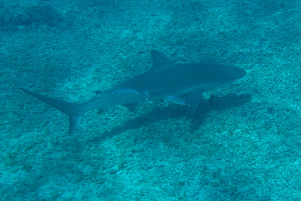 Caribbean Reef Shark in August 2013 by Cricket Raspet · iNaturalist