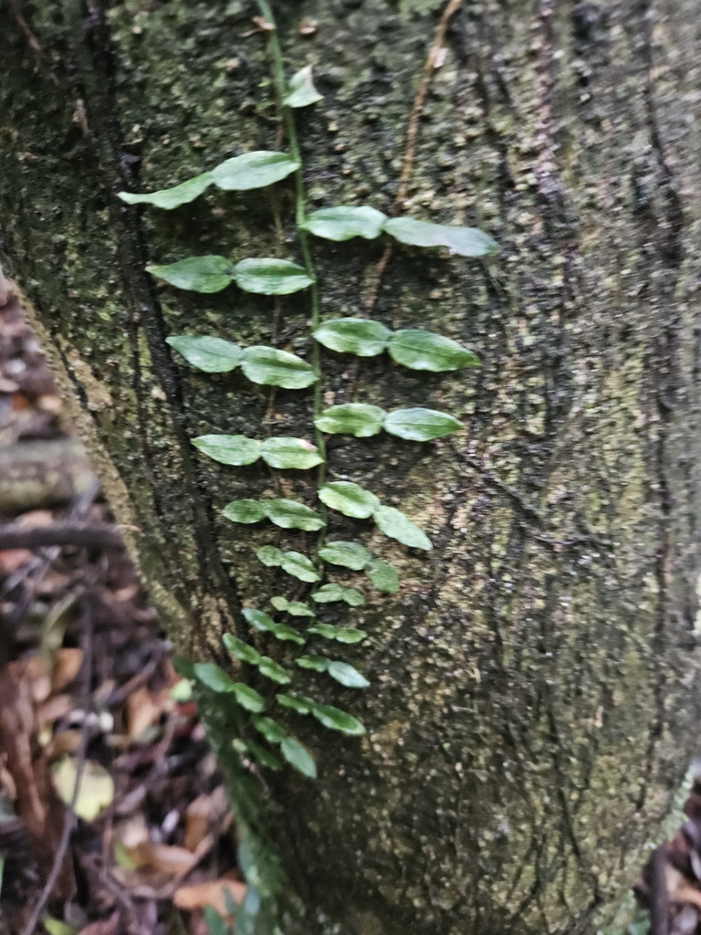 candle vine from Mount Glorious QLD 4520, Australia on December 22 ...