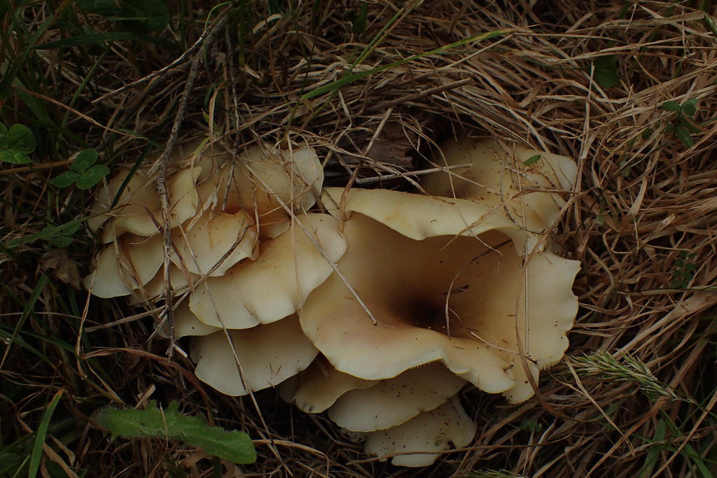 ghost fungus from Tasman, TAS, Australia on November 29, 2023 at 03:35 ...