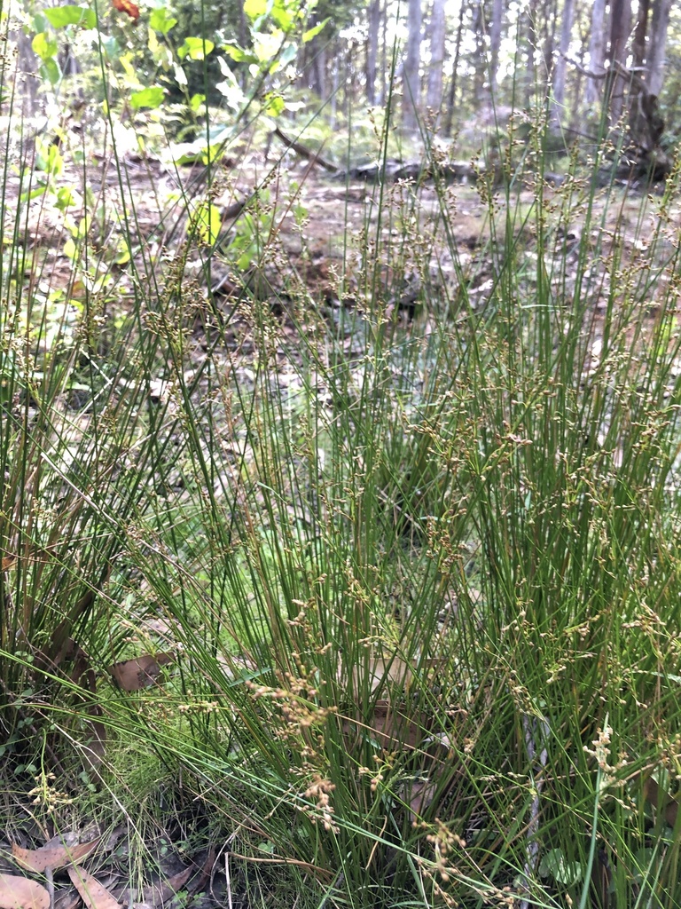 Loose-flowered Rush from Moorabool - Ballan, AU-VI, AU on December 22 ...