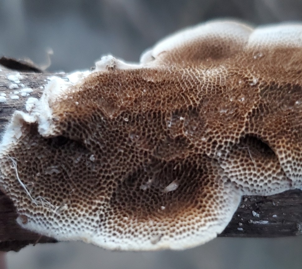 Trametes from Junction, TX 76849, USA on December 20, 2023 at 05:49 PM ...