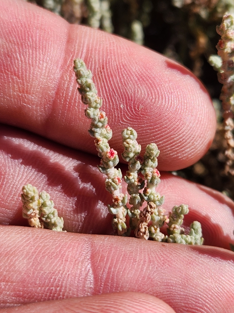 Atriplex julacea from 22934 B.C., México on December 2, 2023 at 09:56 ...