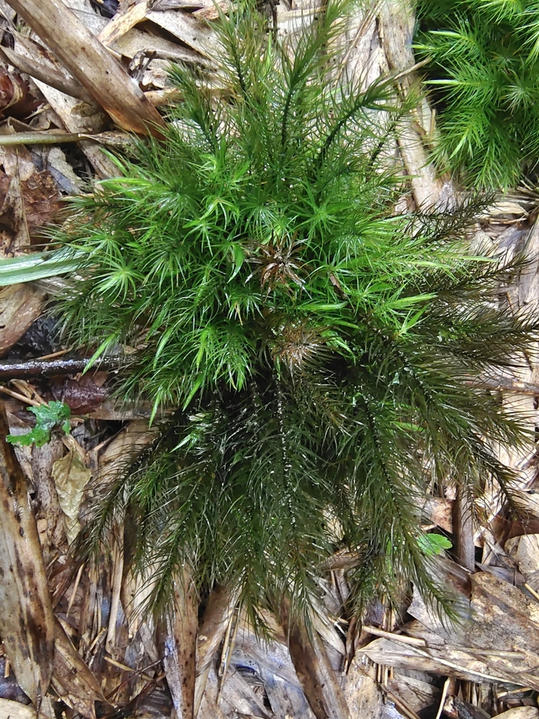 pyrrhobryum moss from Yichun, CN-JX, CN on August 13, 2023 at 12:23 PM ...