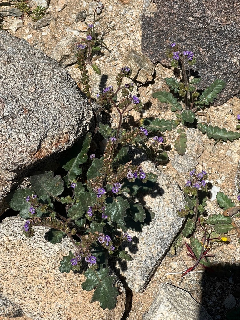 Notch-leaf Scorpionweed from San Diego County, CA, USA on April 1, 2023 ...