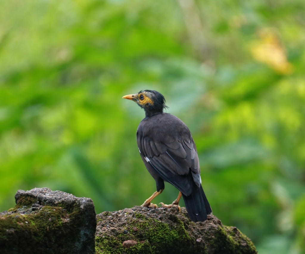 Common Myna from Udawela, Sri Lanka on December 22, 2023 at 12:41 PM by ...