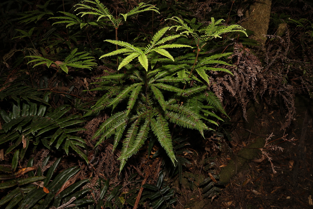 Spreading Fan-fern from South Bruny TAS 7150, Australia on December 13 ...