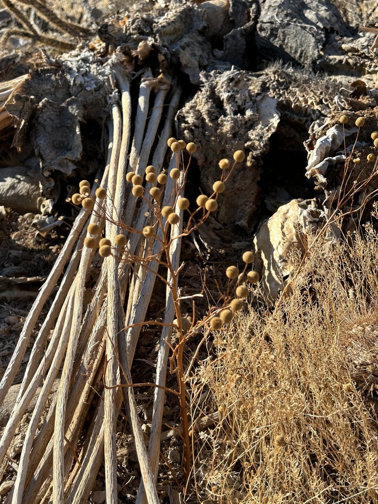 stinknet from Goodyear, AZ, US on December 21, 2023 at 09:49 AM by Eric ...