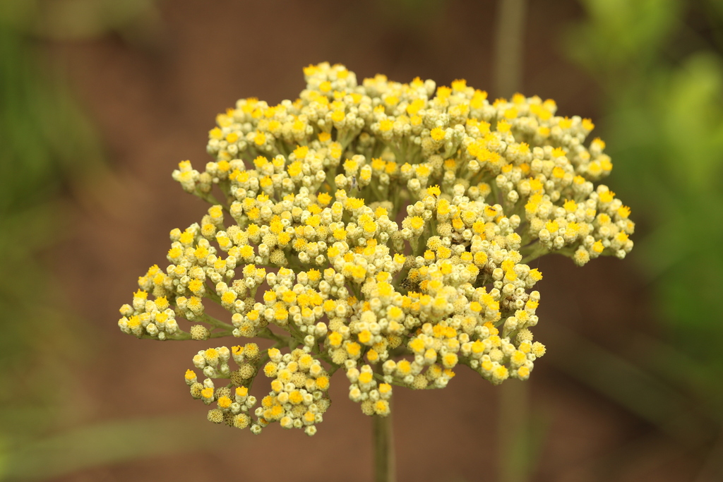 Icholocholo from Richards Bay, South Africa on December 7, 2023 at 01: ...