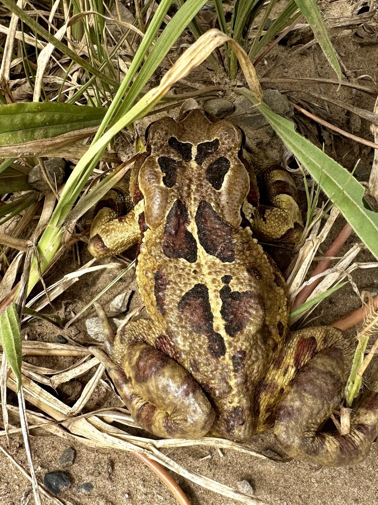 Eastern Leopard Toad from Ndlambe, Port Alfred, EC, ZA on December 22 ...