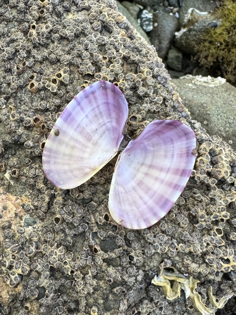 Purple Sunset Clam from Oriental Bay, Wellington, NZ on December 22 ...