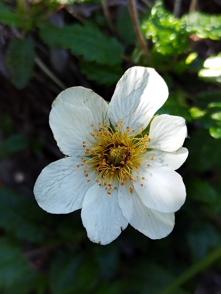 Eight-petal Mountain-Avens from Proveysieux, France on June 24, 2023 at ...