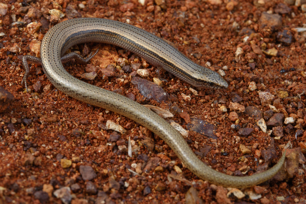 Wood Mulch-slider from Mount Willoughby SA 5723, Australia on December ...
