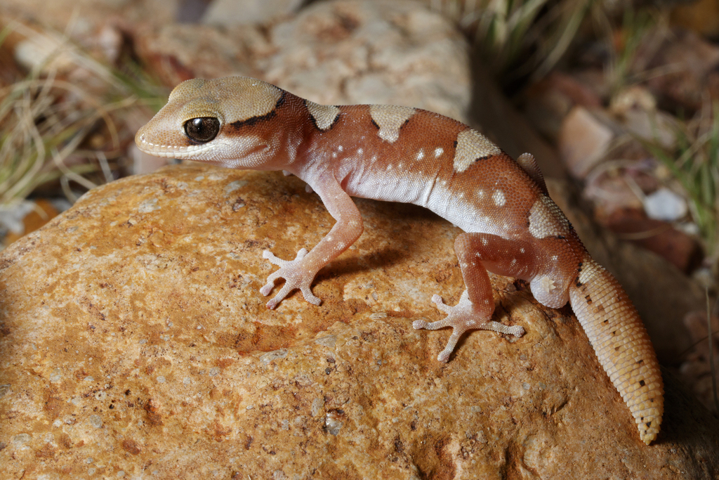 Helmeted Gecko from Coober Pedy SA 5723, Australia on December 11, 2023 ...