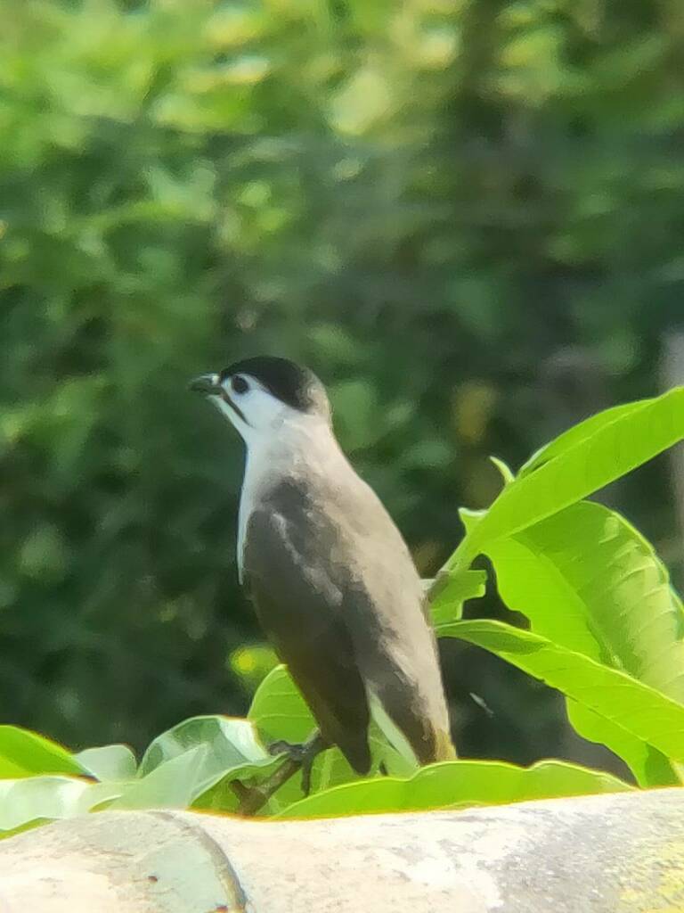Styan's Bulbul in November 2023 by inatpeshualien001 · iNaturalist