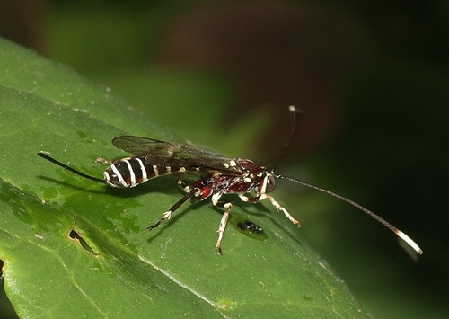 Labena annulata · iNaturalist Mexico