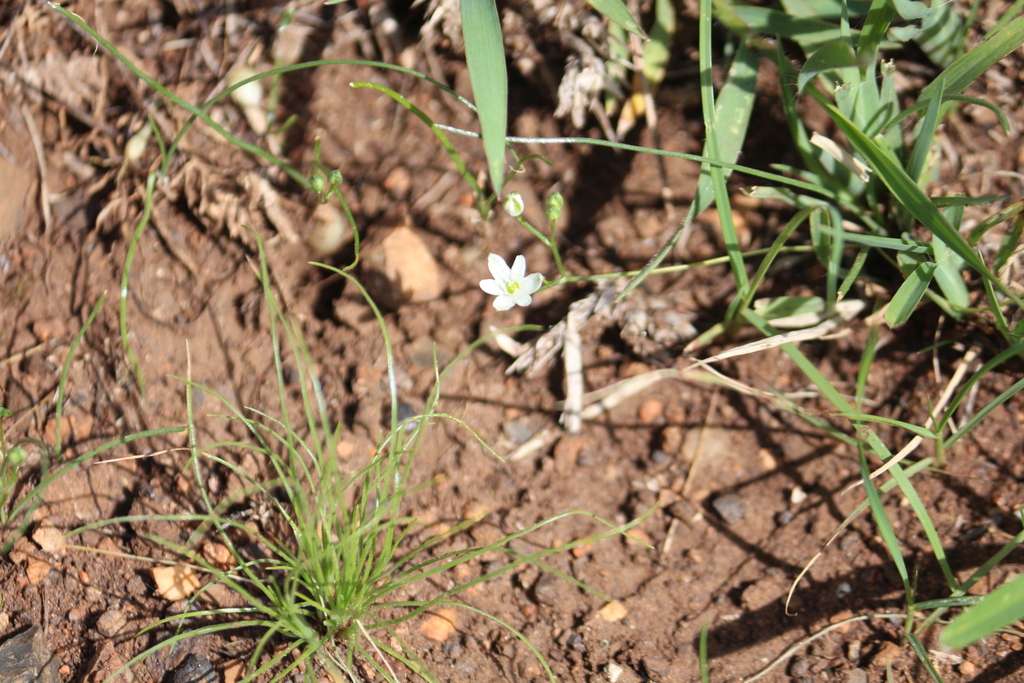 Khoho Squill from West Rand District Municipality, South Africa on ...