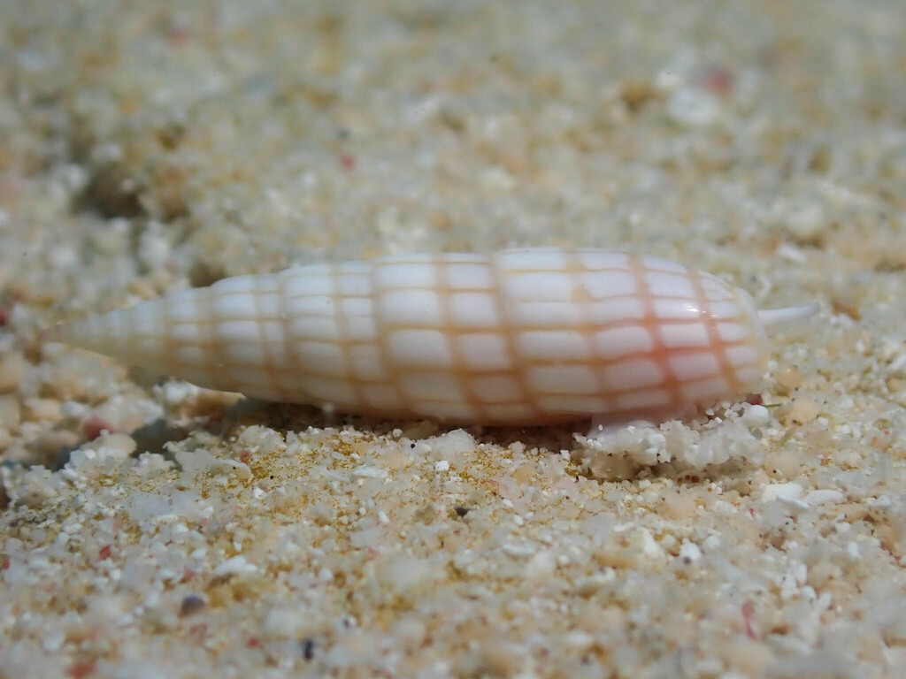 Hastula solida from Majuro Atoll, RMI on December 20, 2023 at 05:44 PM by Raphael Forns ...