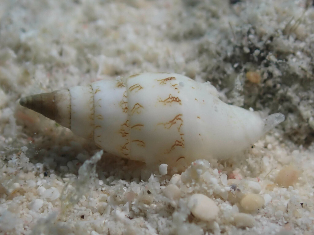 Graphicomassa ligula from Majuro Atoll, RMI on December 19, 2023 at 03: ...