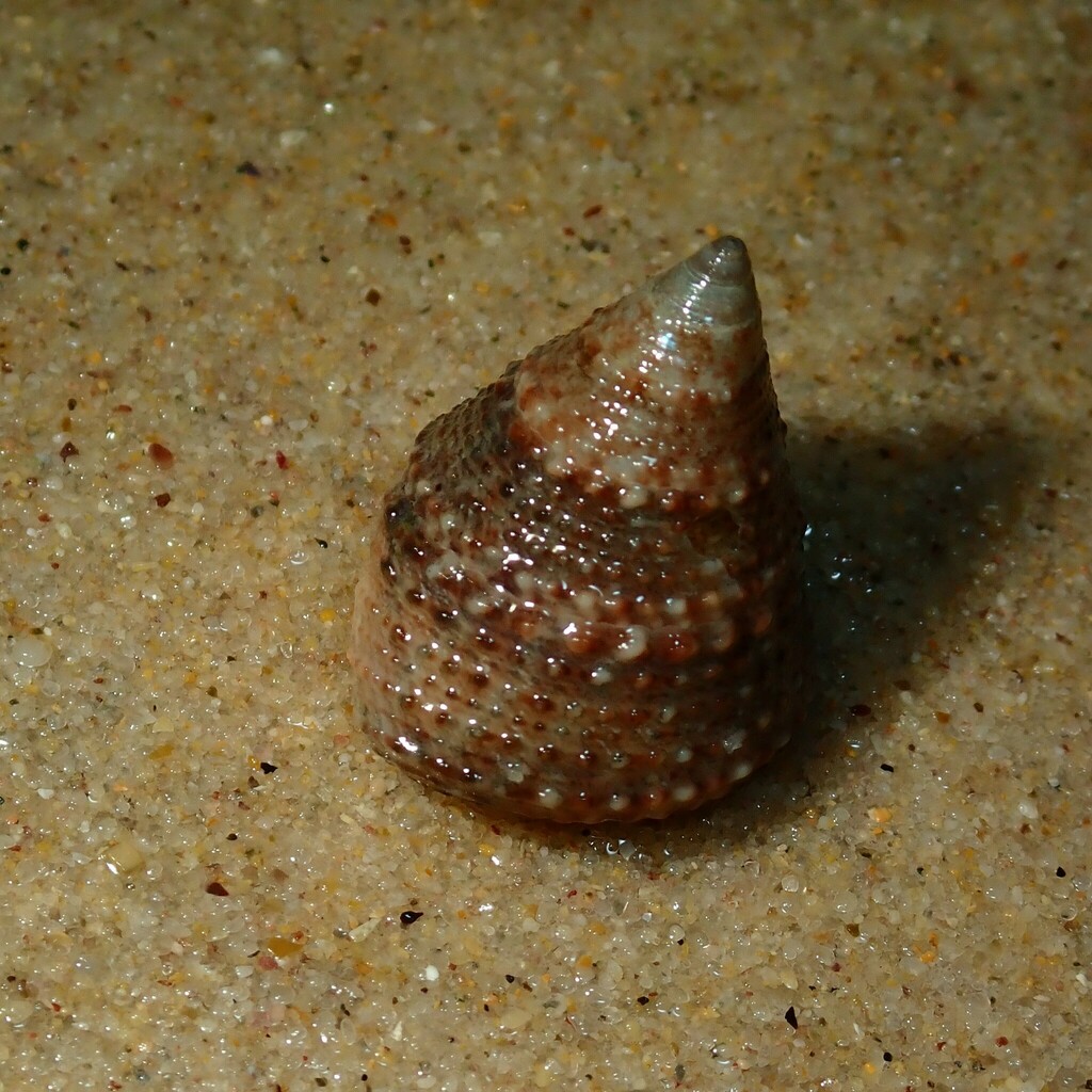 Spotted strawberry top shell from Pambula Beach NSW 2549, Australia on ...