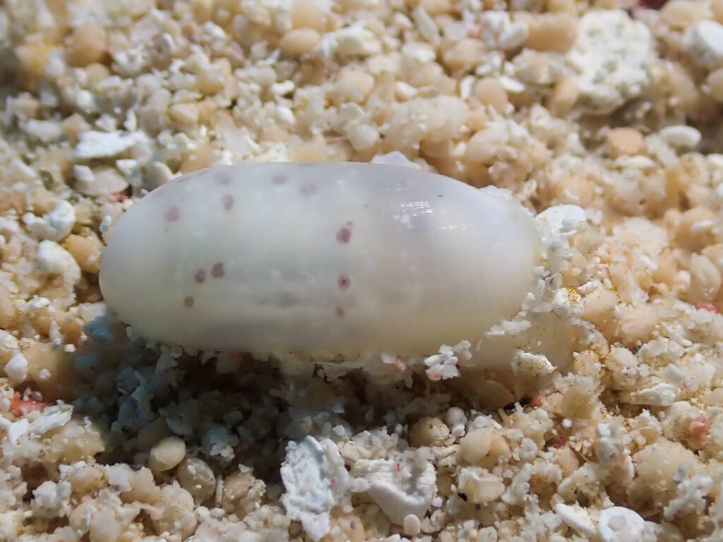 Aliculastrum parallelum from Majuro Atoll, RMI on December 21, 2023 at ...