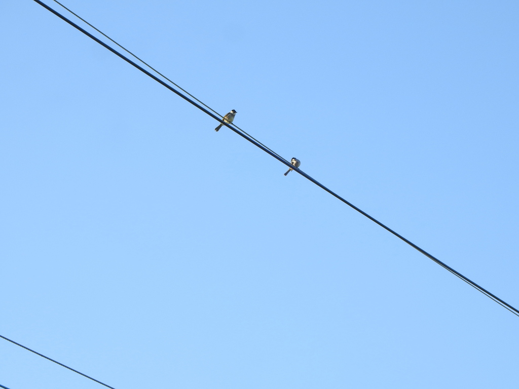 Styan's Bulbul in October 2023 by inatpeshualien001 · iNaturalist