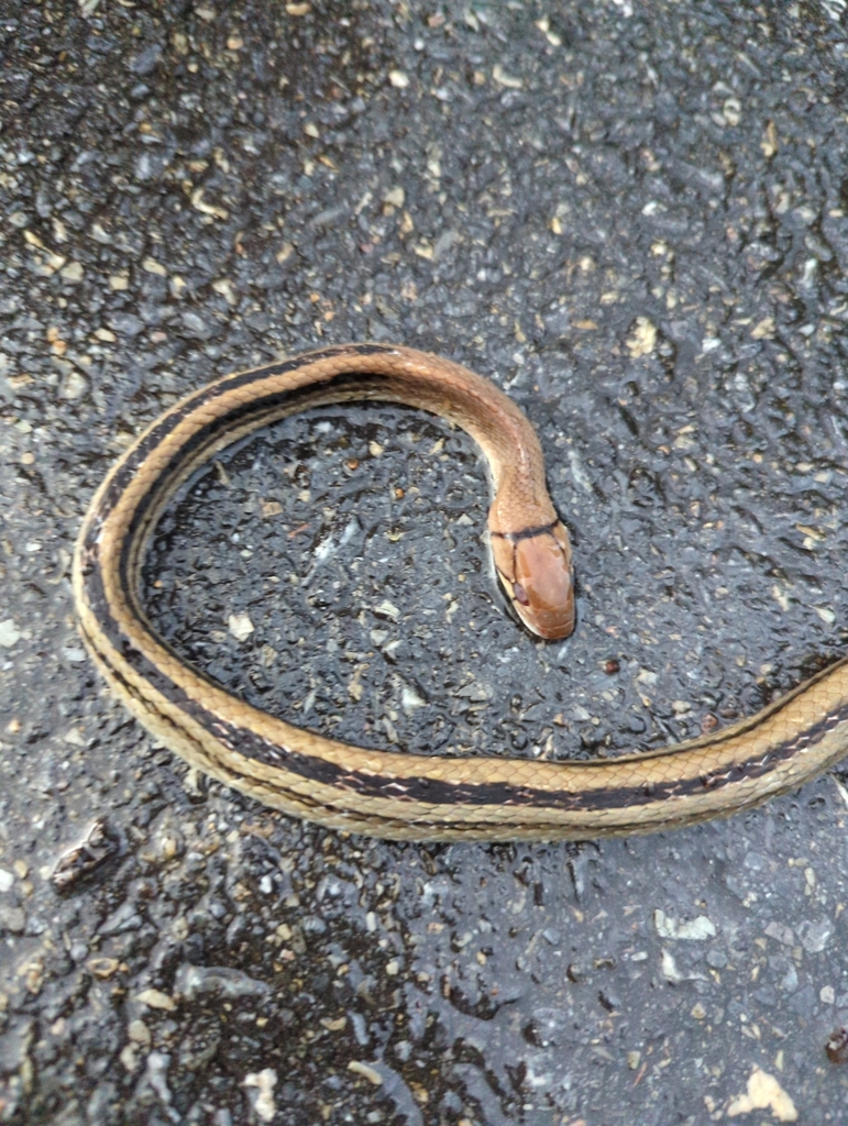 Copperhead Rat Snake in December 2023 by Adam Aslam · iNaturalist